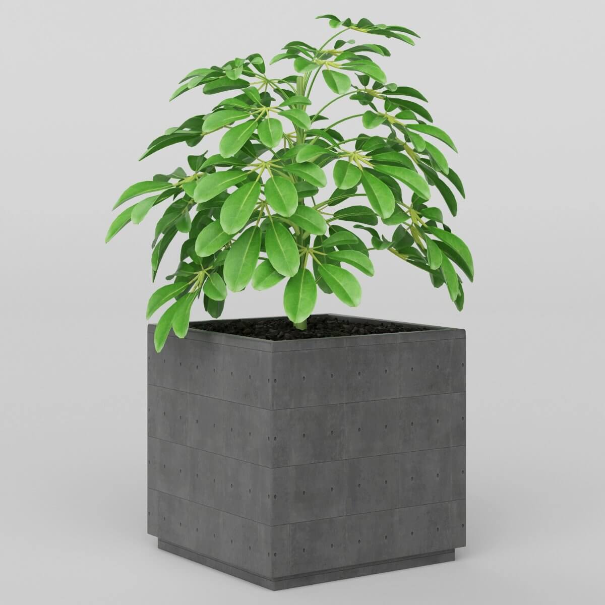 Potted Plant (V-Ray) 3D Model by Hdri_World