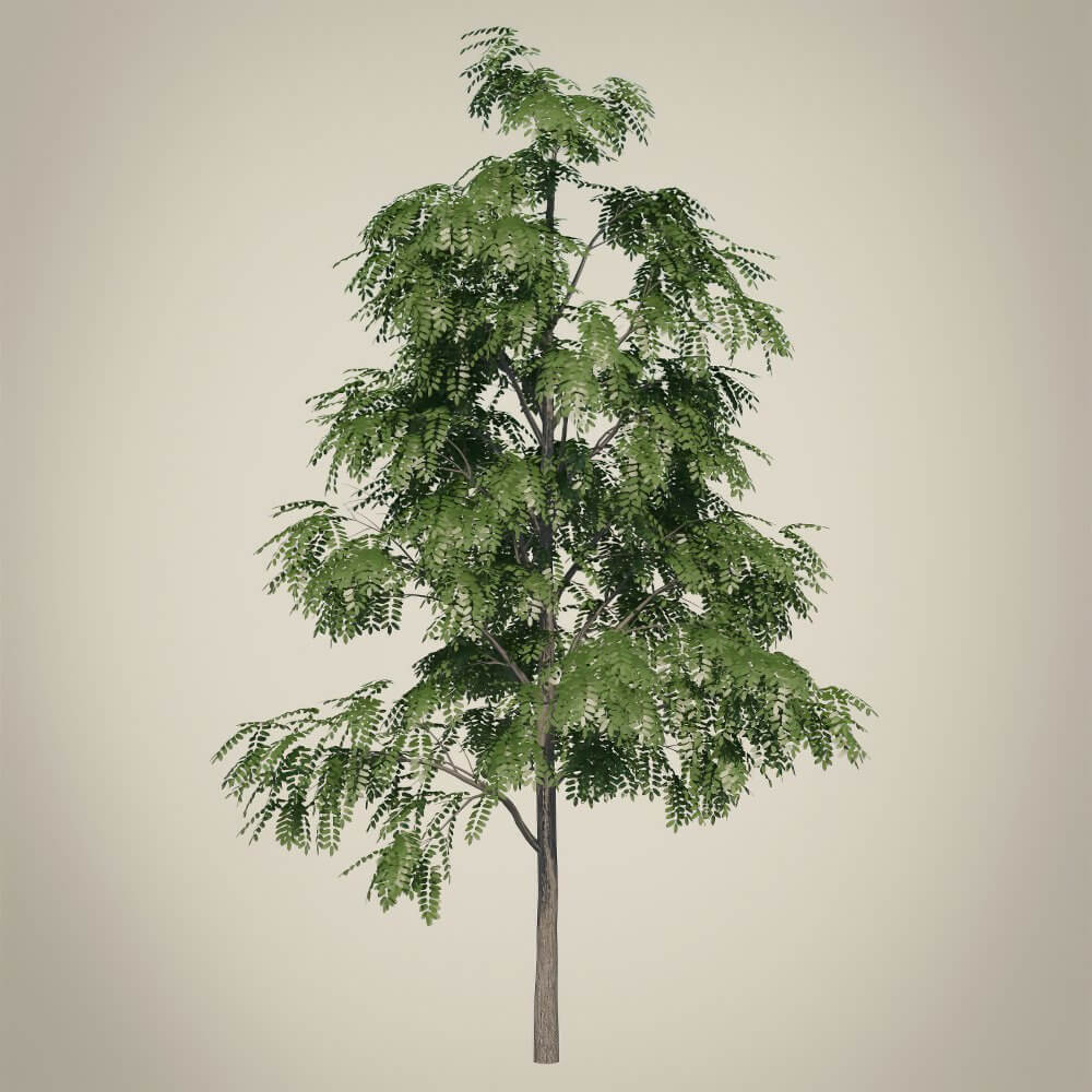 Tree (V-Ray) 3D Model by Hdri_World