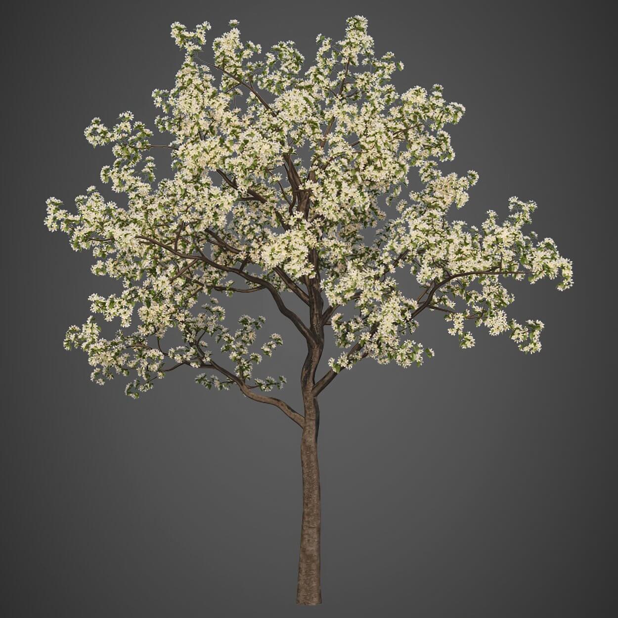Tree (V-Ray) 3D Model by Hdri_World