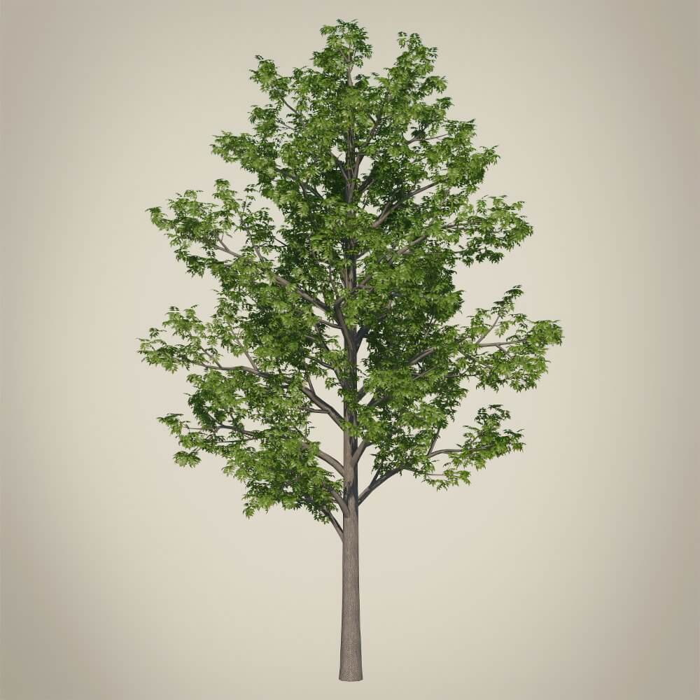 Tree (V-Ray) 3D Model by Hdri_World
