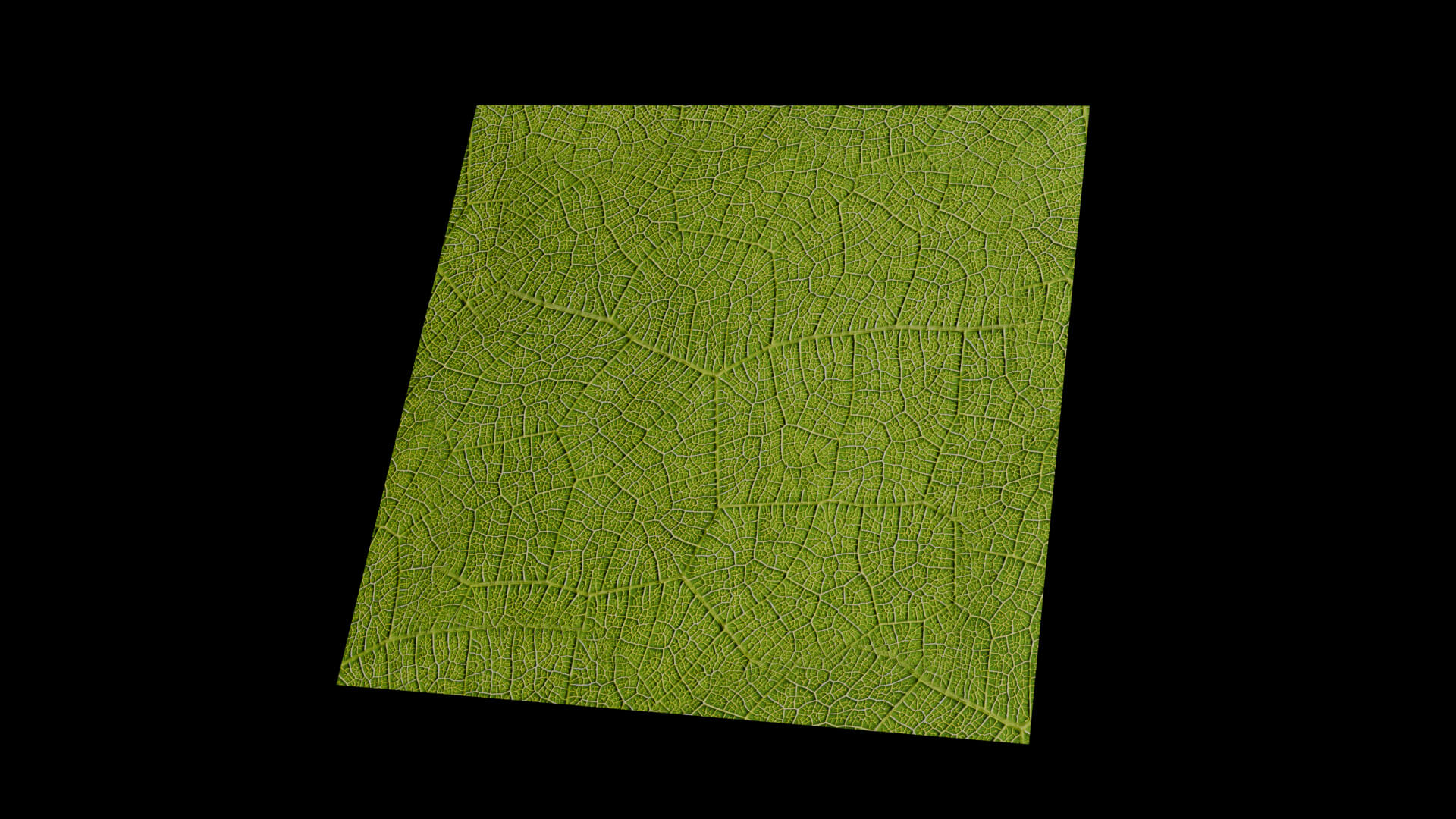 Leaf Texture by HikkiJack