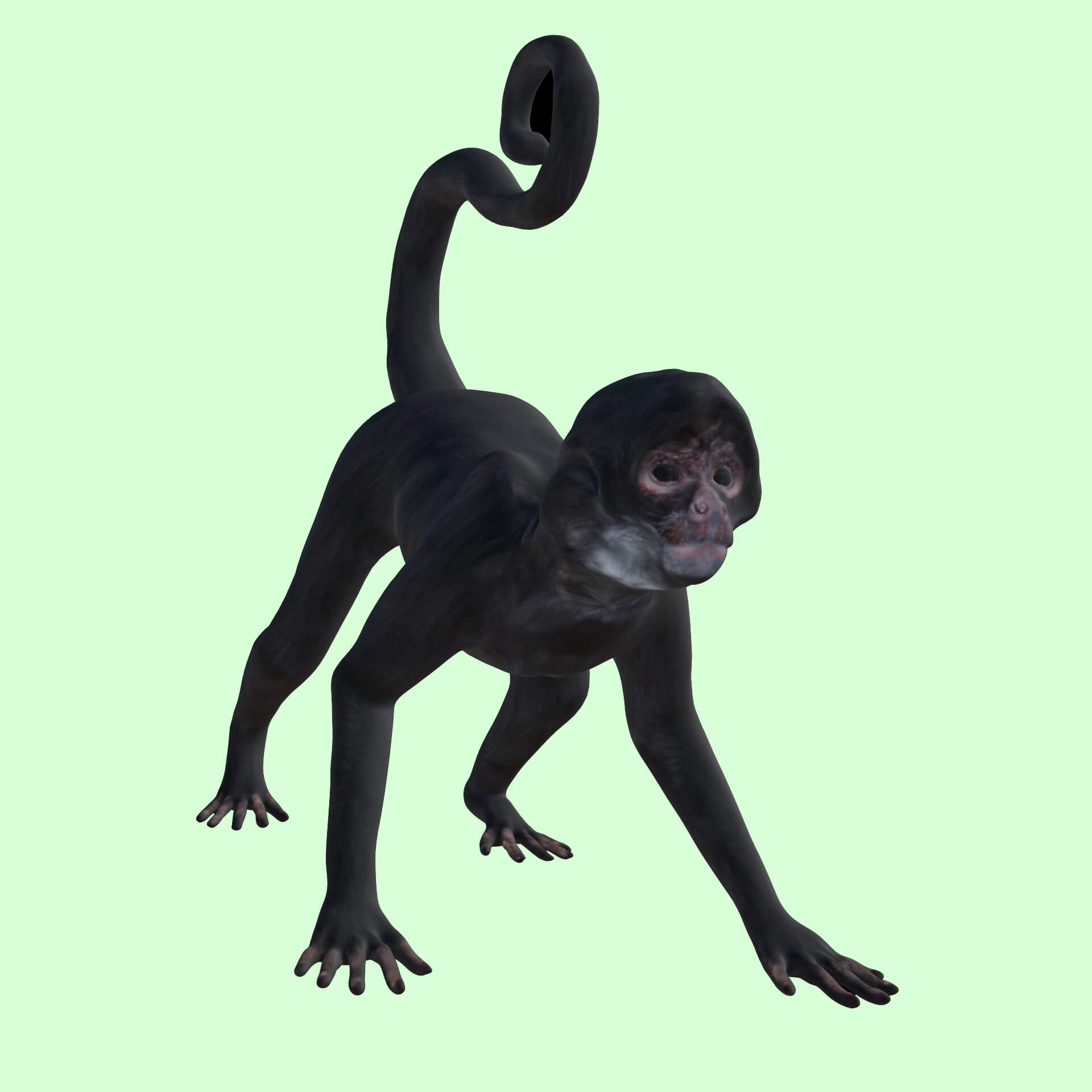Monkey Animal - 3D Model by HikkiJack