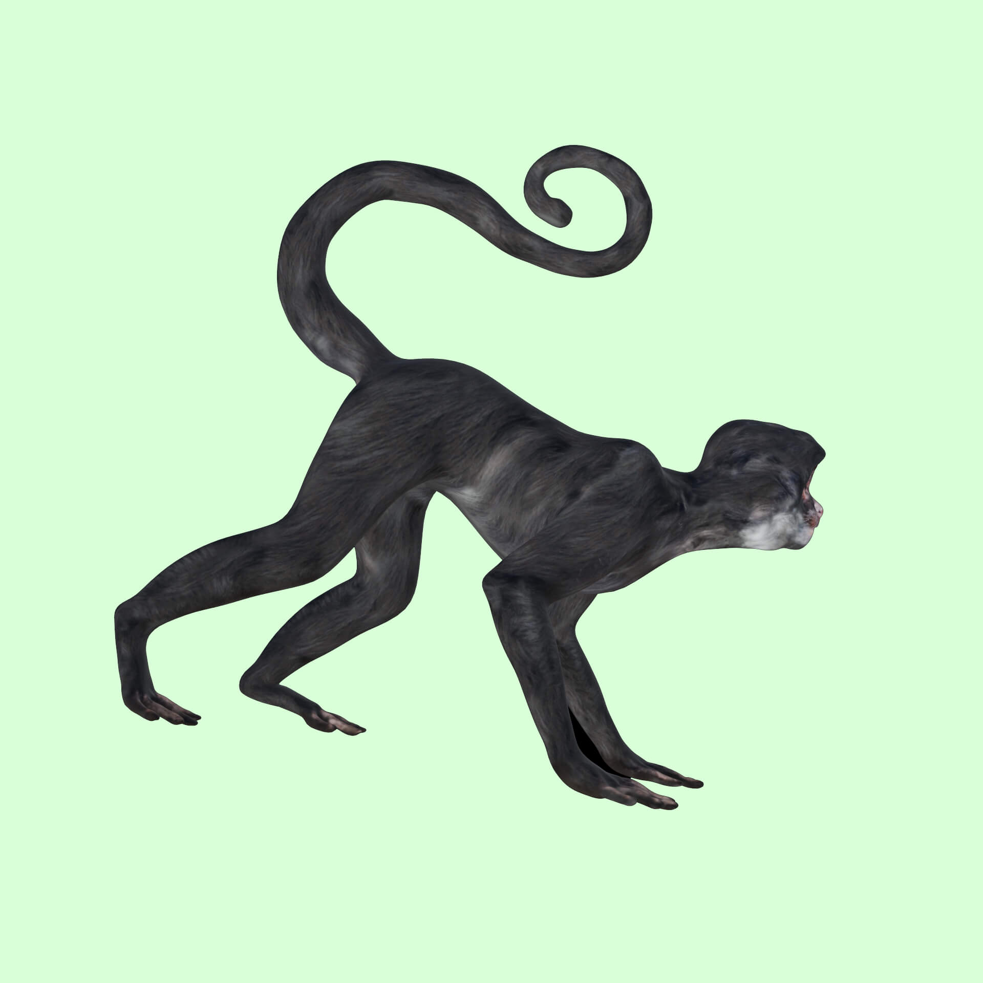 Monkey Animal - 3D Model by HikkiJack
