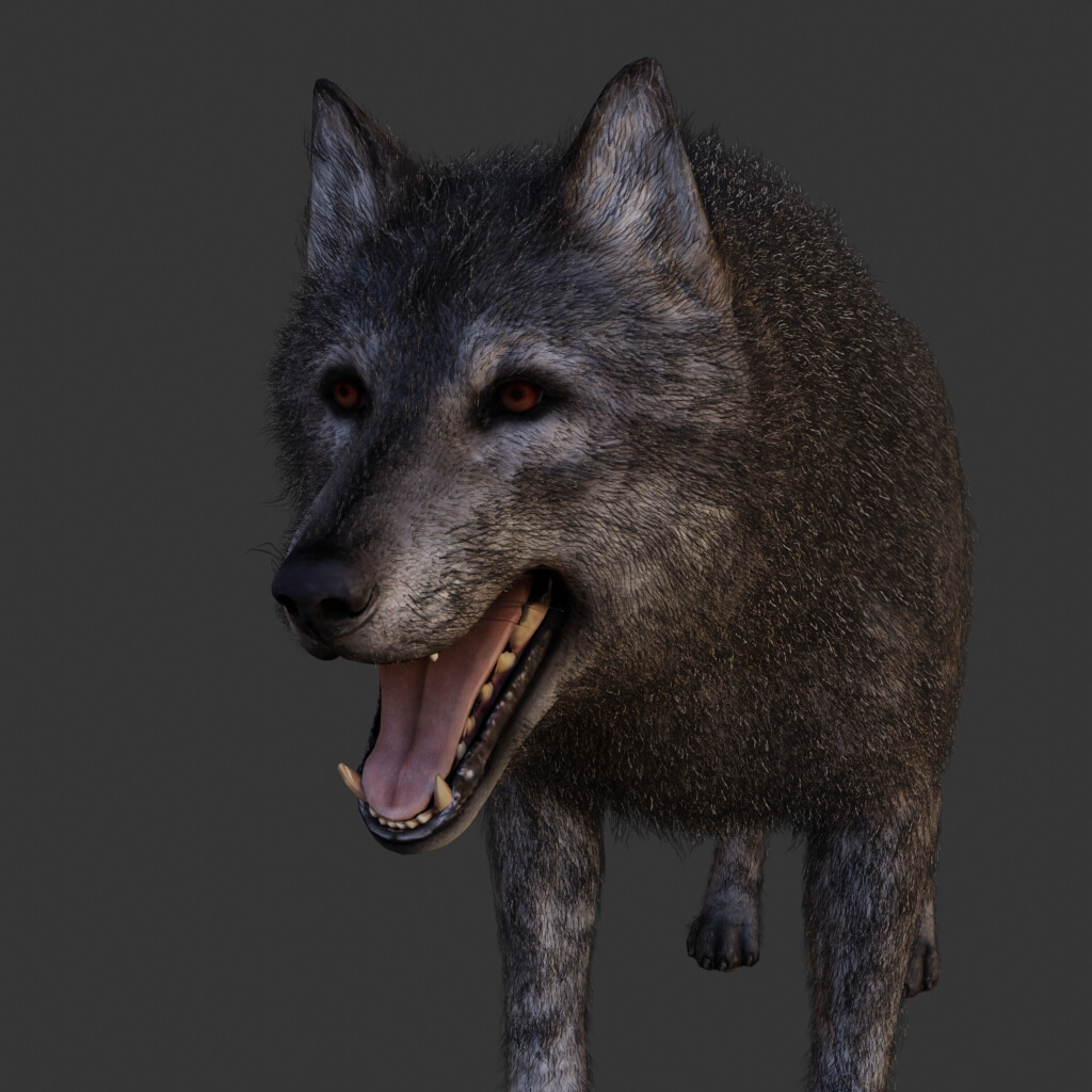 Realistic Wolfs - 3D Model by HikkiJack