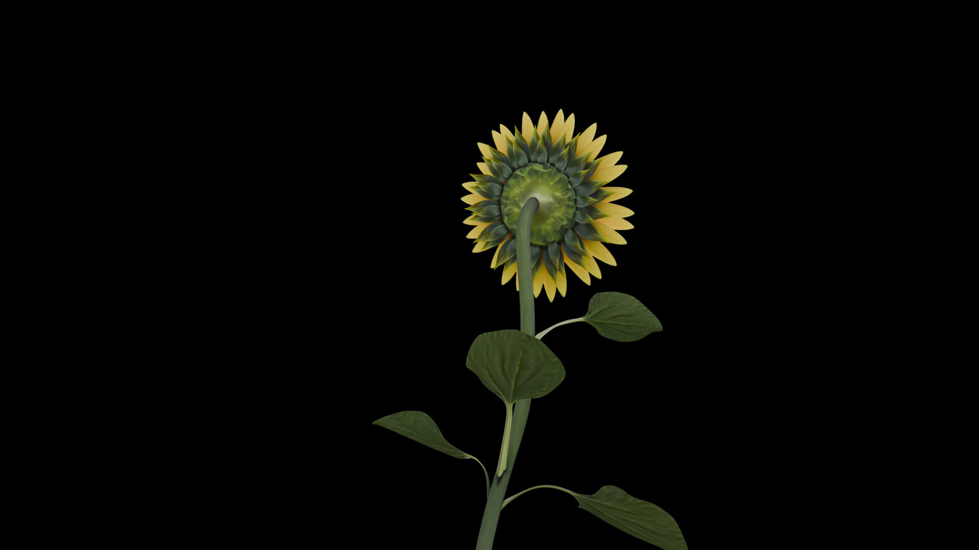 mid poly Sunflower - 3D Model by HikkiJack