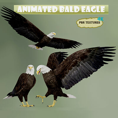 3D Models | Birds | Eagles | RenderHub
