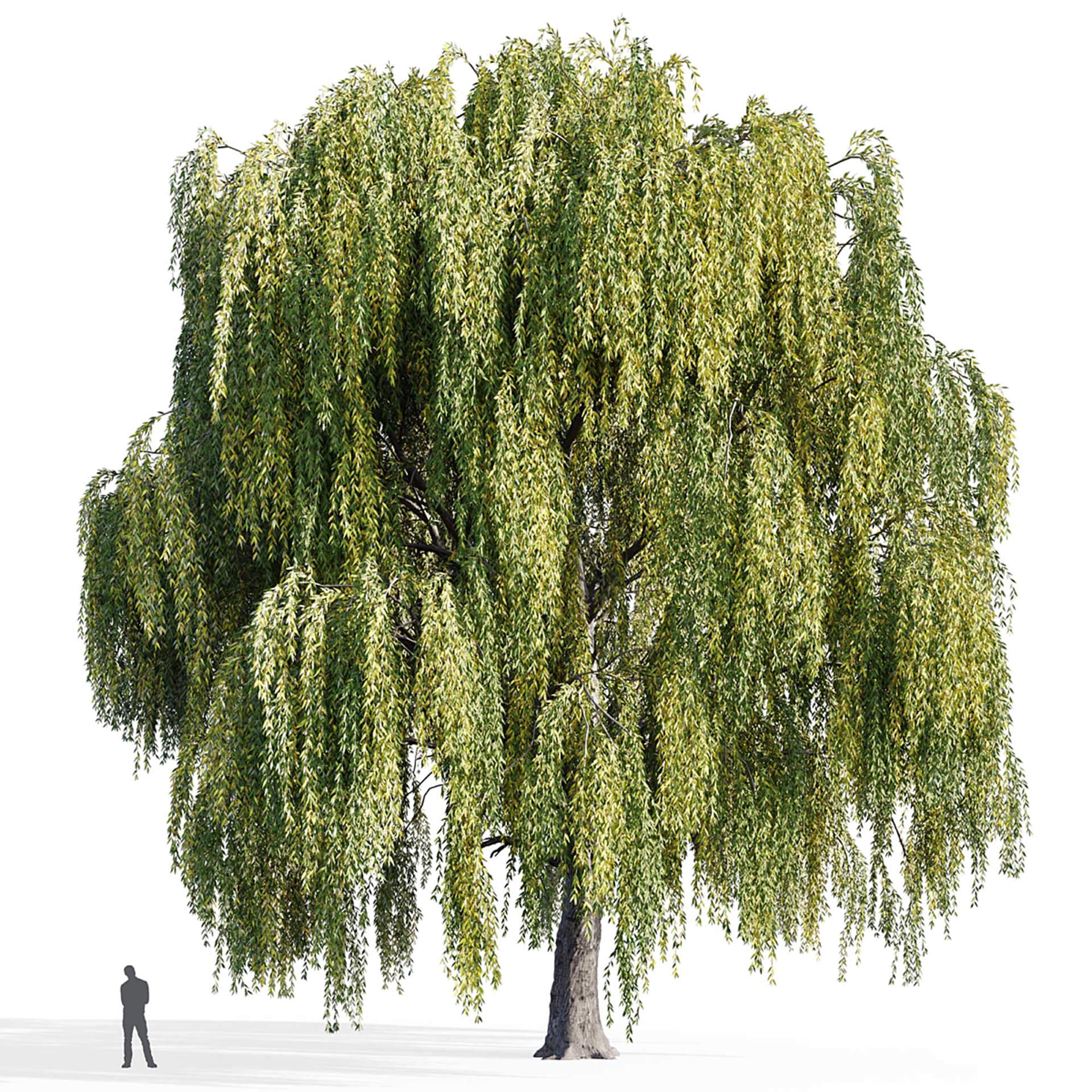 Willow (Salix, Willow - 3D Model by hulk mario