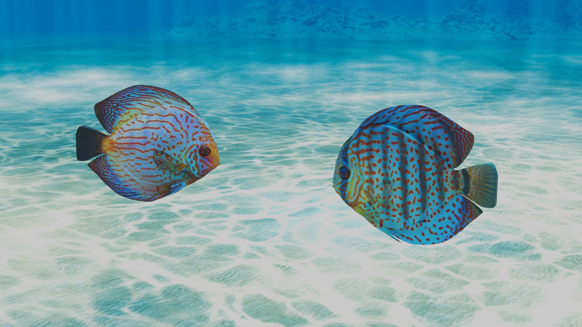 Discus Fish 3D model by ilham45