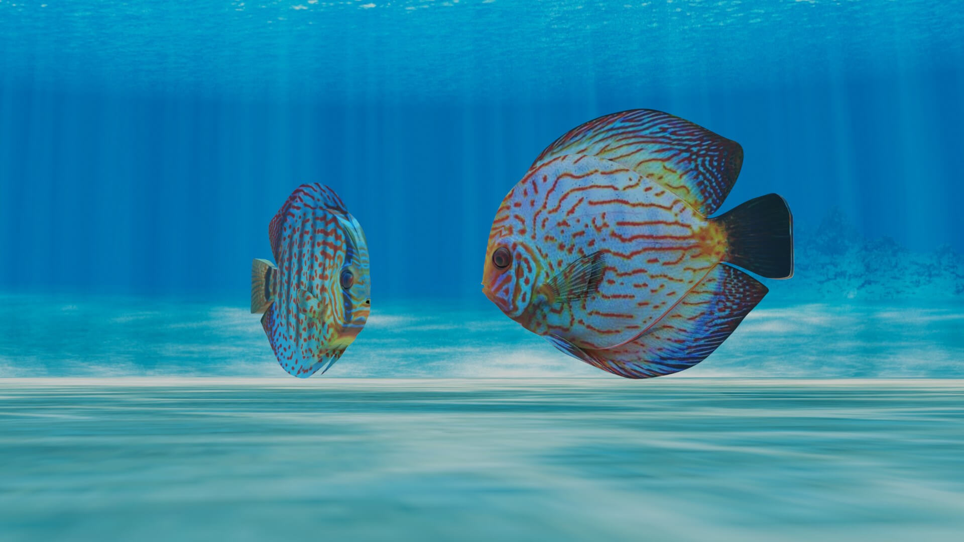 Discus Fish 3D model by ilham45