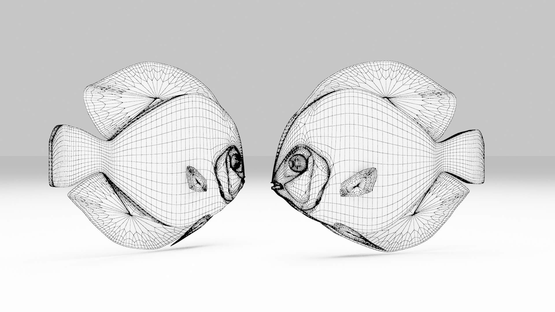 Two Discus Fish - 3D Model by ilham45