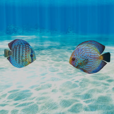 Two Discus Fish - 3D Model by ilham45