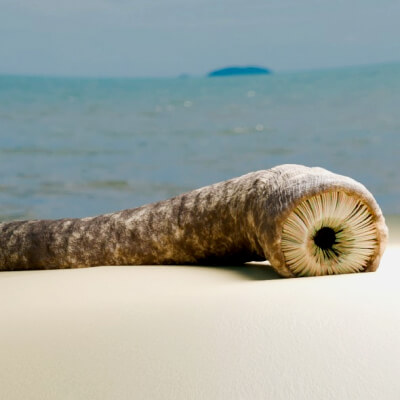 Dune Sandworm - 3D Model by ilham45