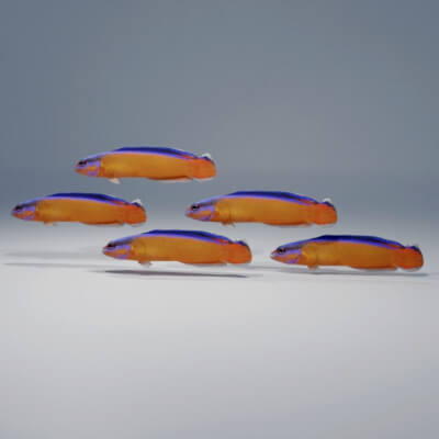 3D Models | Animals | Fish | RenderHub