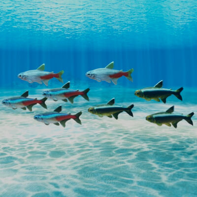 Neon Tetra Fish - 3D Model by ilham45