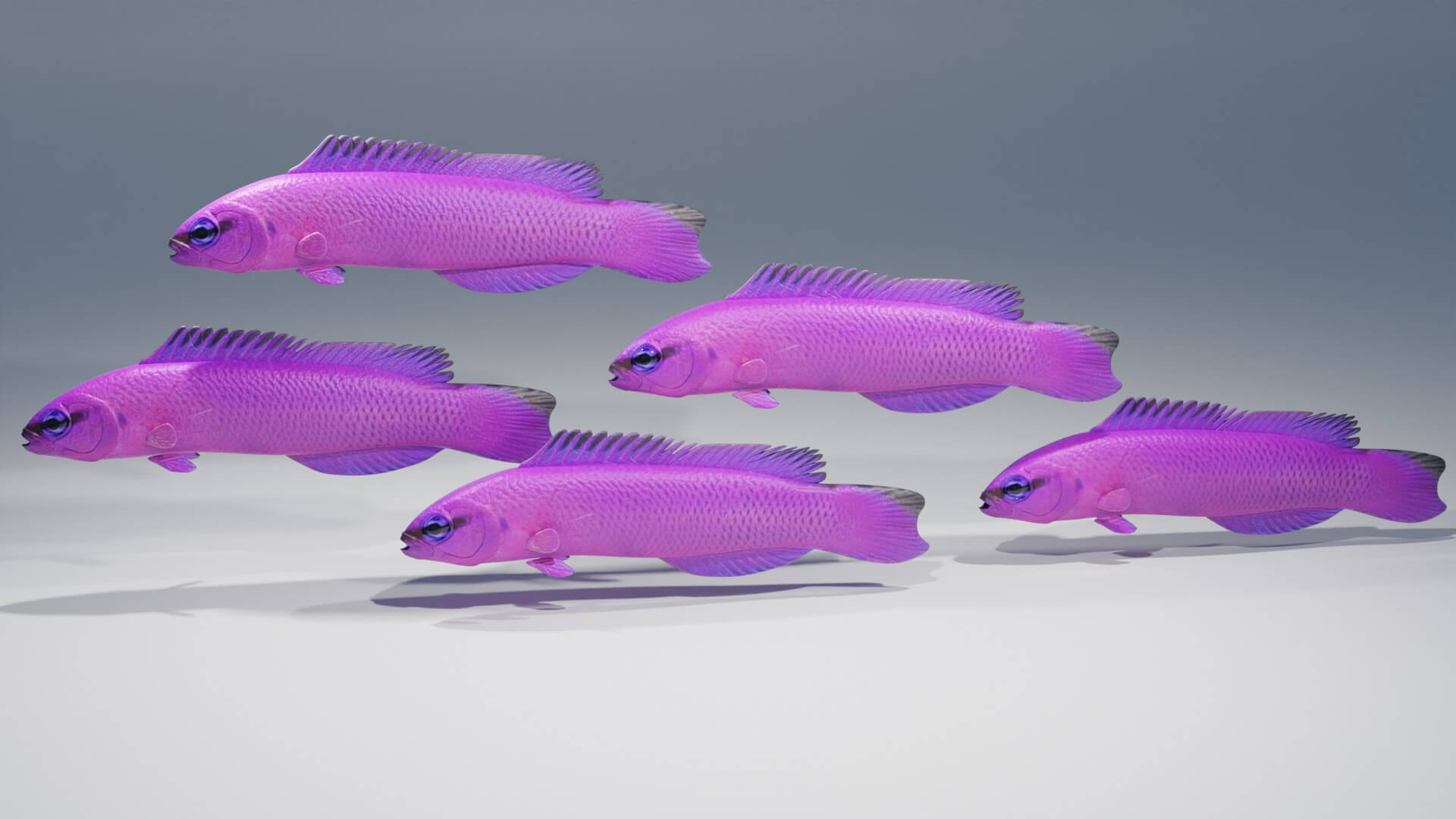 Orchid Dottyback Fish - 3D Model by ilham45