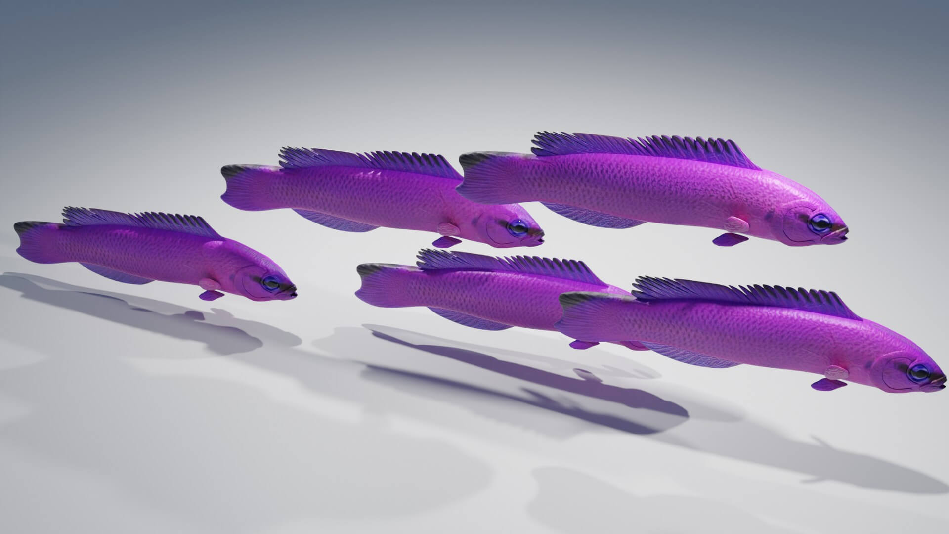 Orchid Dottyback Fish - 3D Model by ilham45