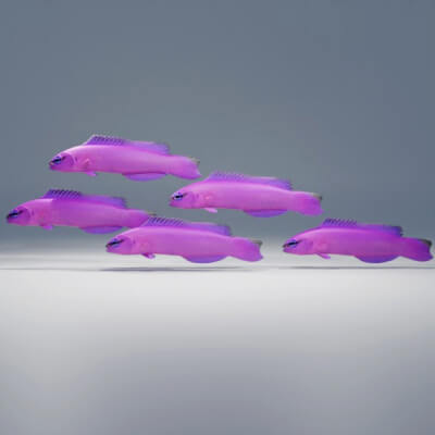Orchid Dottyback Fish - 3D Model by ilham45
