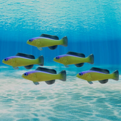 Purple Stripe Dottyback Fish - 3D Model by ilham45