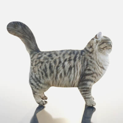 Siberian Cat - Free 3D Model by ilham45