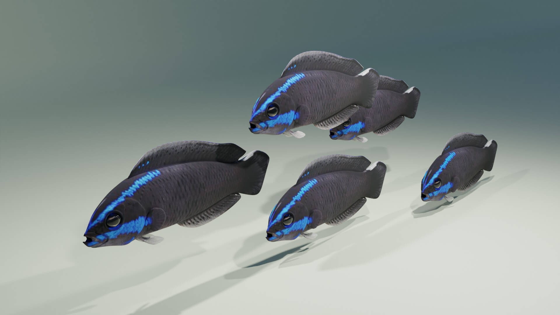 Springeri Dottyback Fish - 3D Model by ilham45