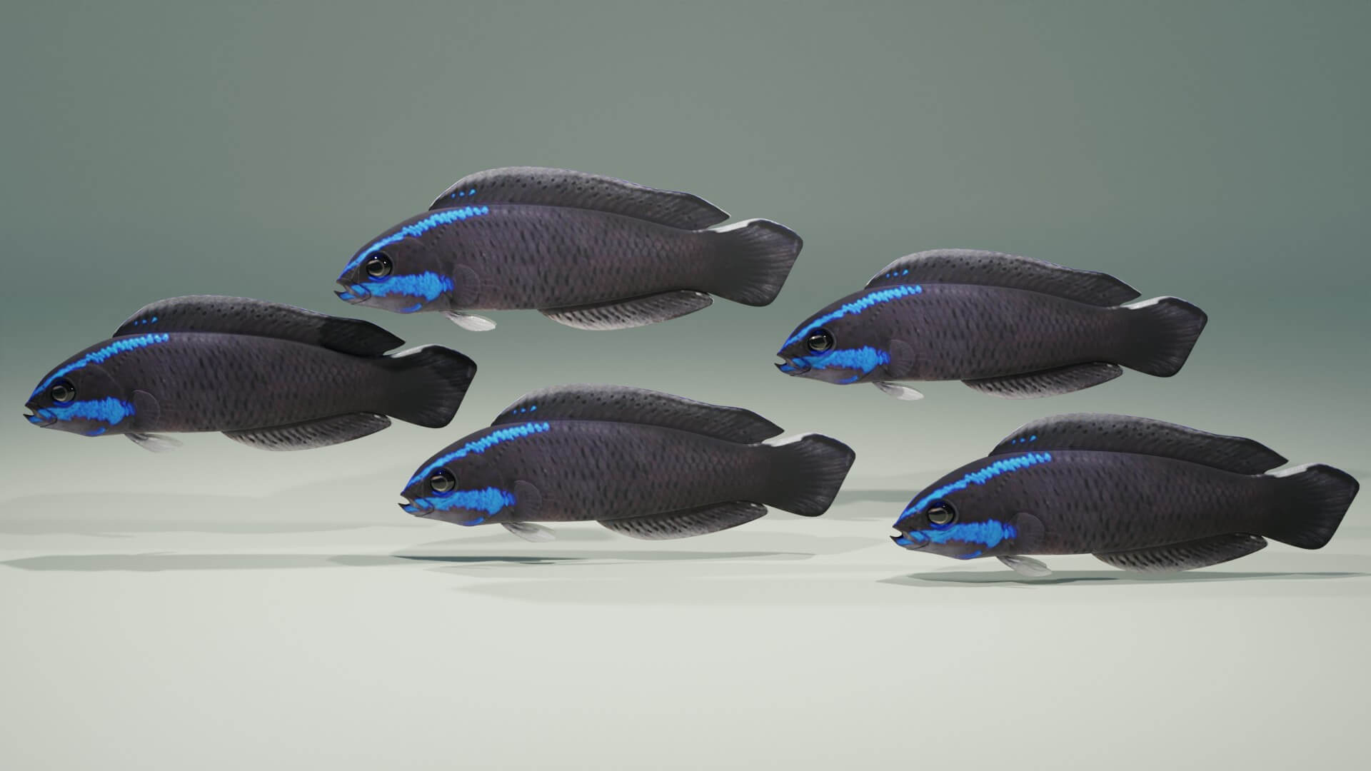 Springeri Dottyback Fish - 3D Model by ilham45