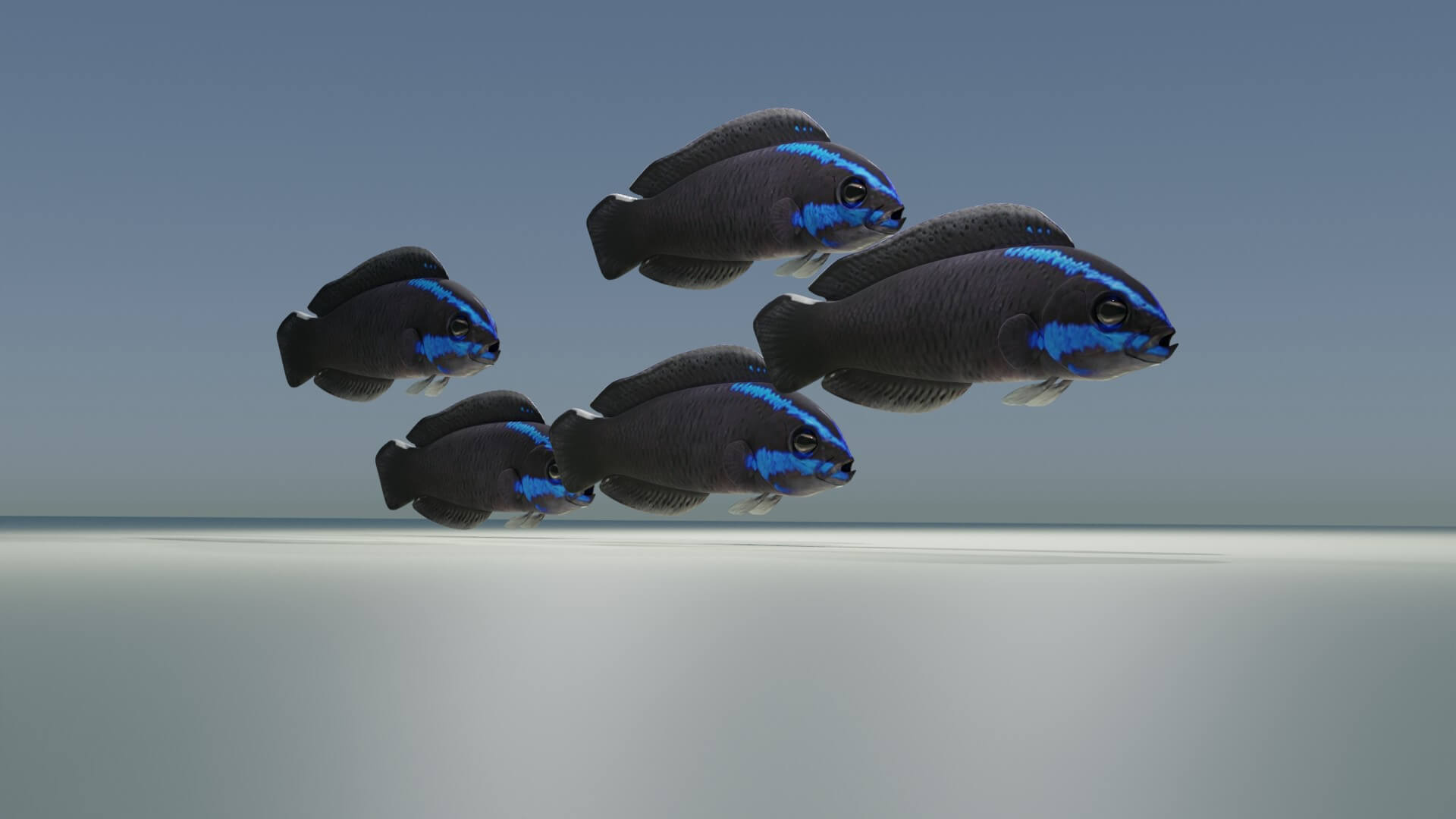 Springeri Dottyback Fish - 3D Model by ilham45