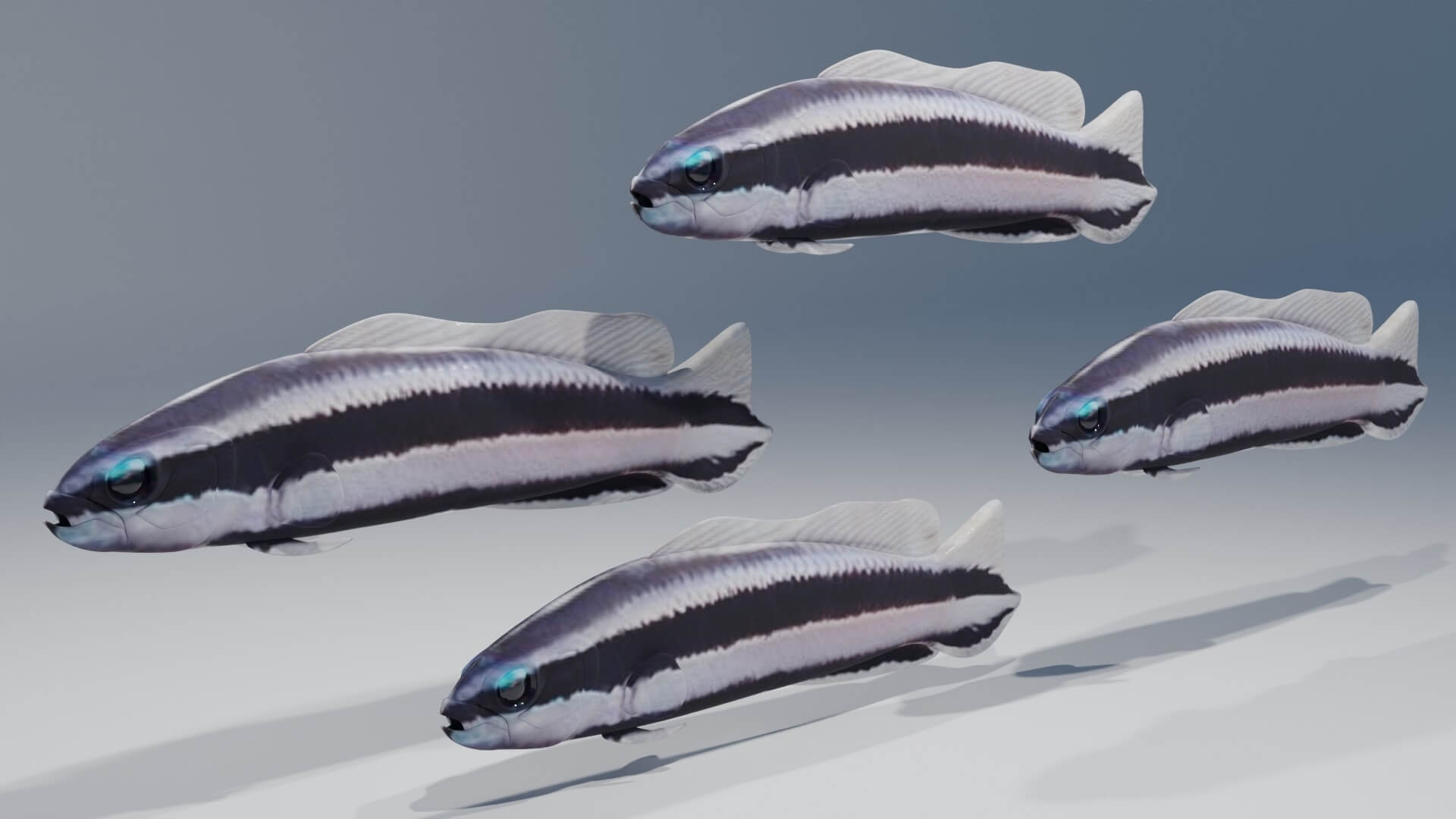 Striped Dottyback Fish - Free 3D Model by ilham45