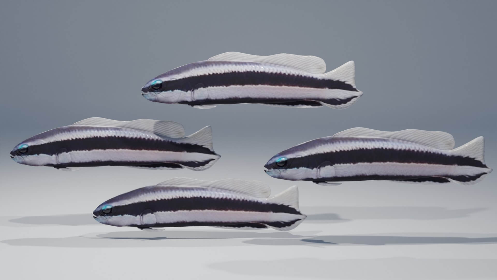 Striped Dottyback Fish - Free 3D Model by ilham45