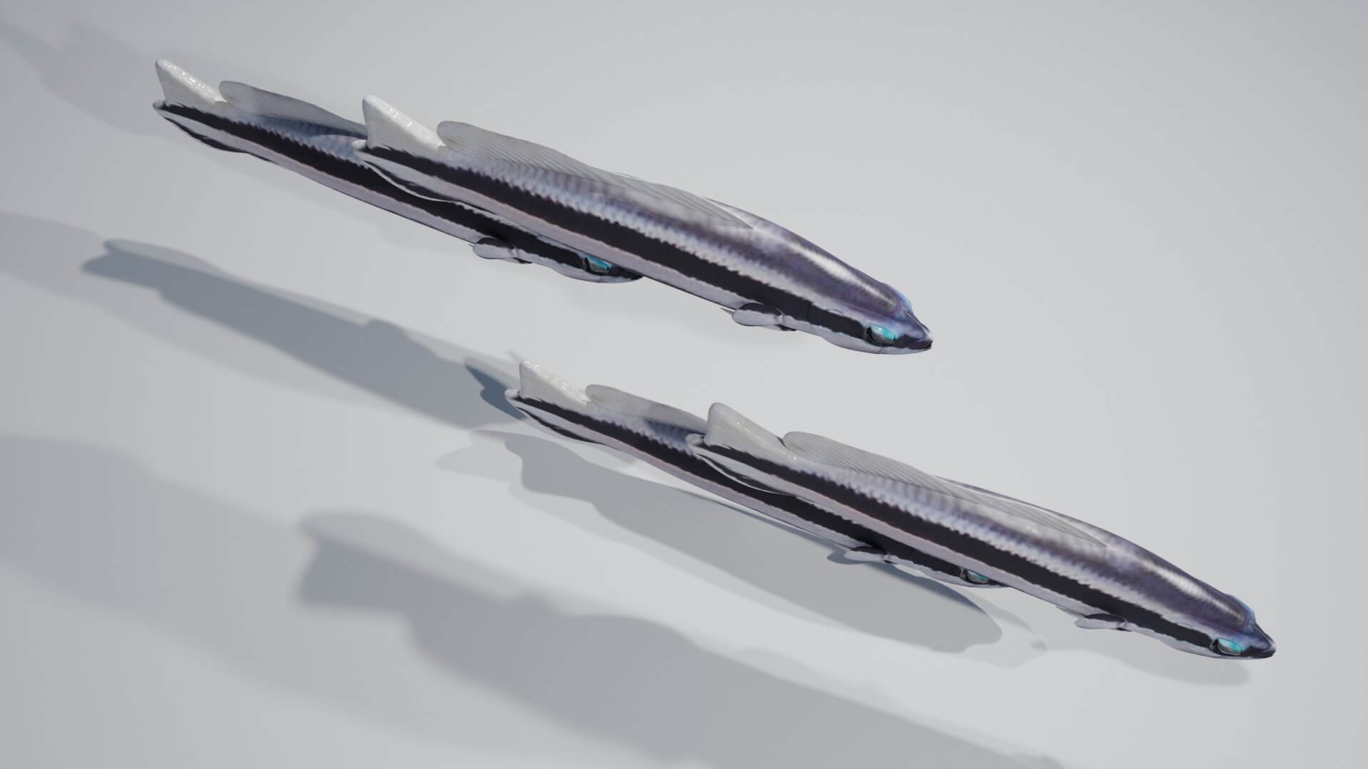 Striped Dottyback Fish - Free 3D Model by ilham45