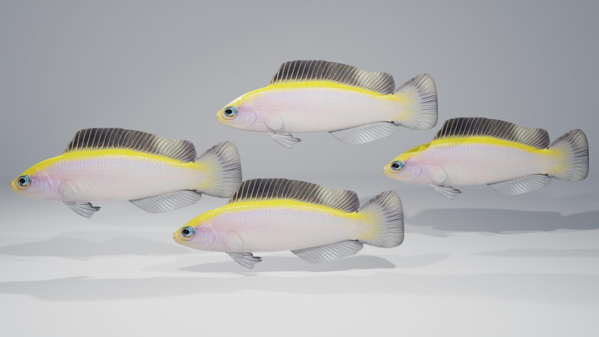 Sunrise Dottyback Fish - 3D Model by ilham45