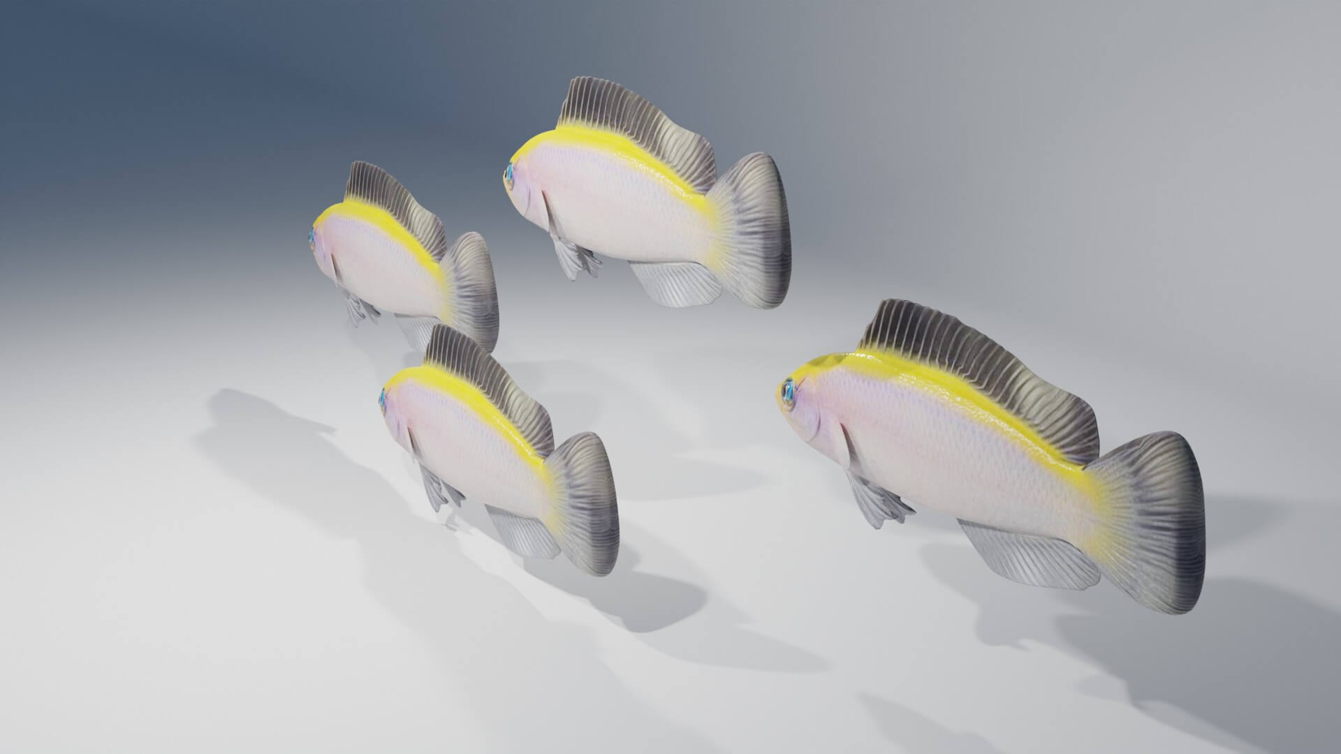 Sunrise Dottyback Fish - 3D Model by ilham45