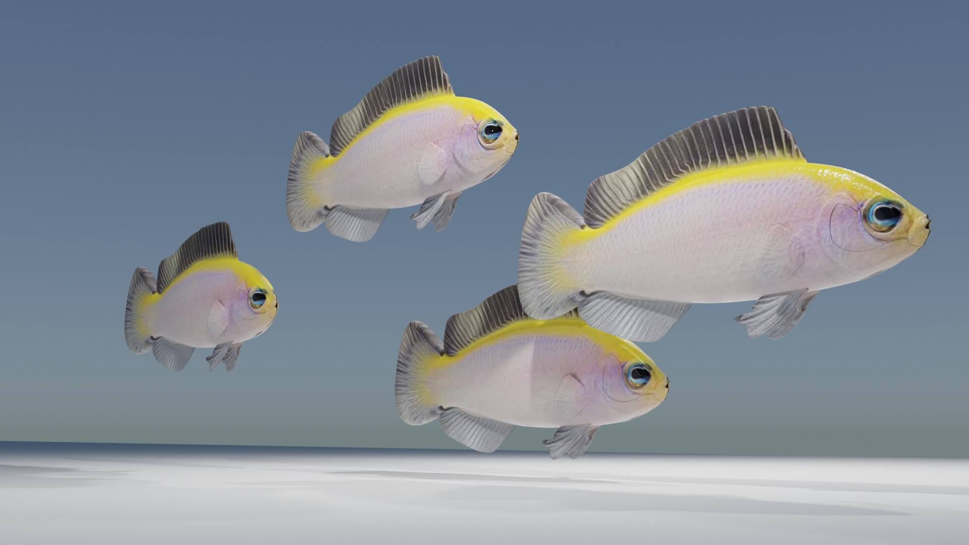 Sunrise Dottyback Fish - 3D Model by ilham45