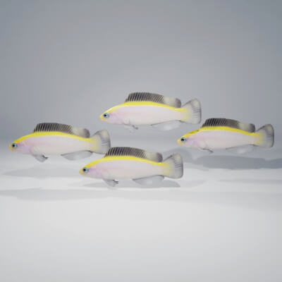 3D Models | Animals | Fish | RenderHub