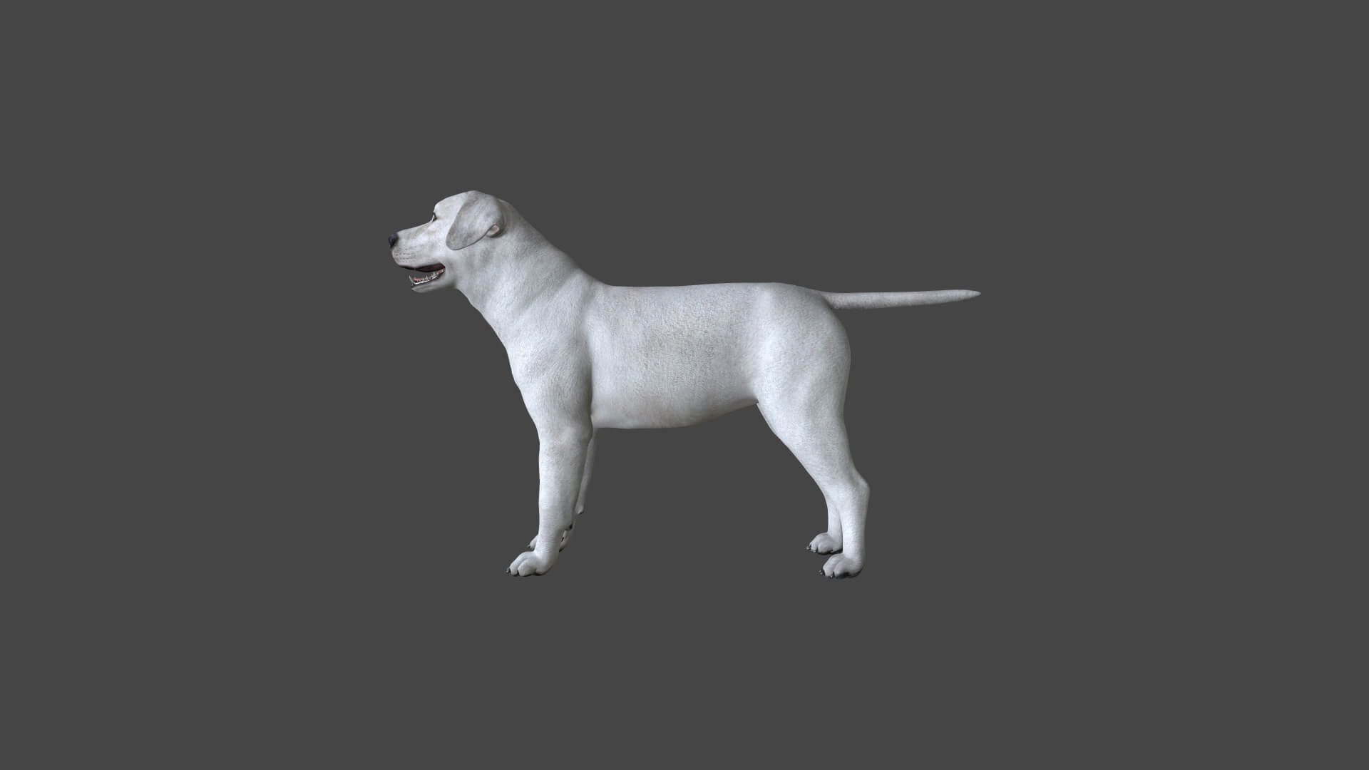 LFHB-001 Rigged Dog 3D Model by IpoyPunk