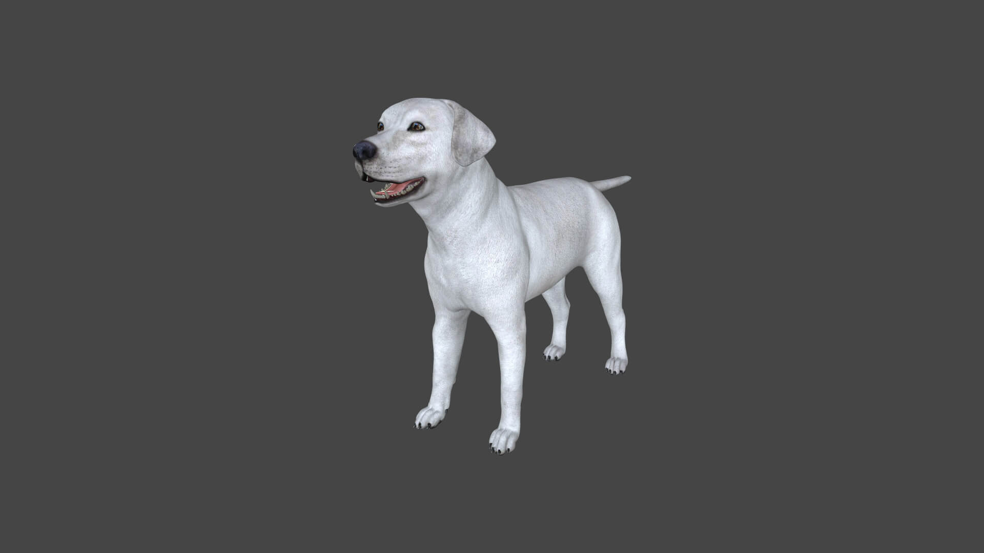 LFHB-001 Rigged Dog 3D Model by IpoyPunk