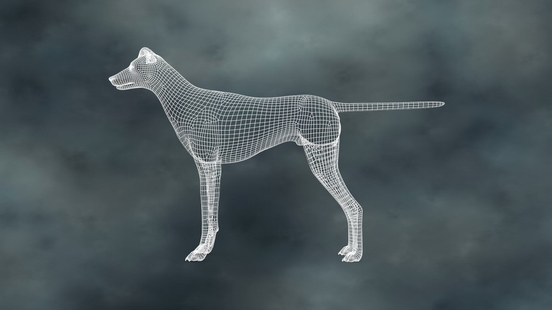 MDGH-002 Greyhound Dog 3D Model by IpoyPunk