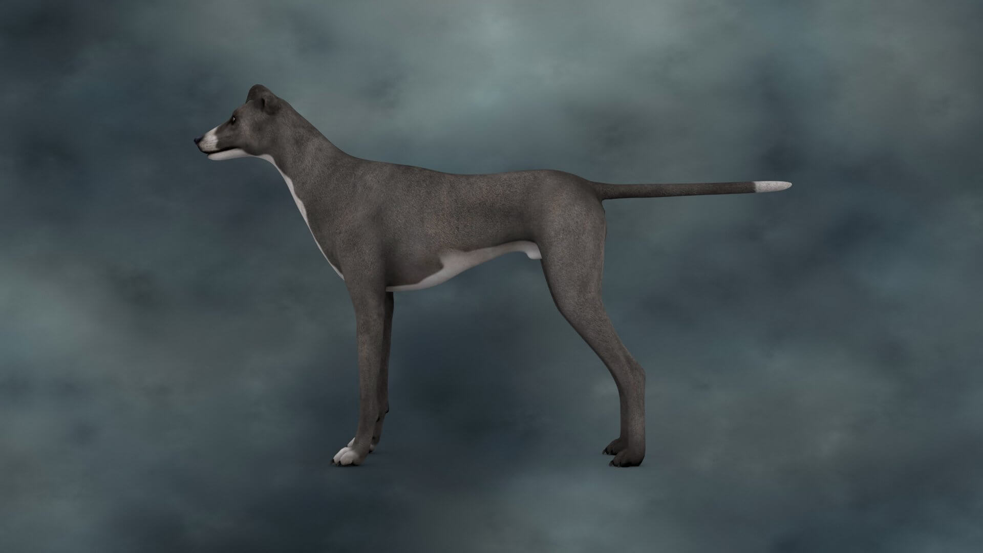 MDGH-008 Greyhound Dog 3D Model by IpoyPunk