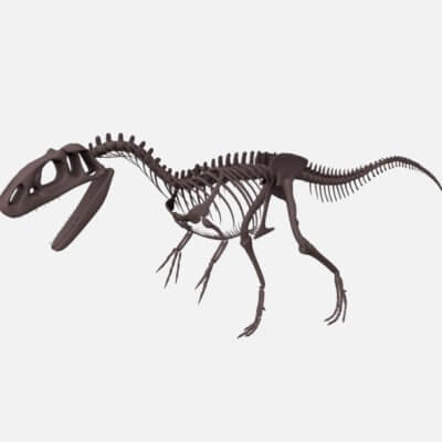 Allosaurus Skeleton - 3D Model by ismetcam