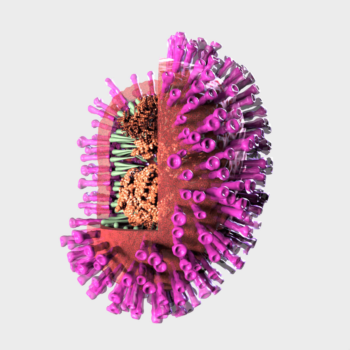 Flu Influenza Molecule - 3D Model by ismetcam