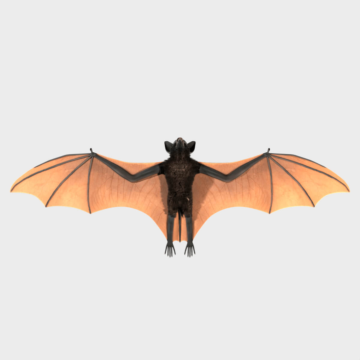Giant Bat Creature - 3D Model by ismetcam