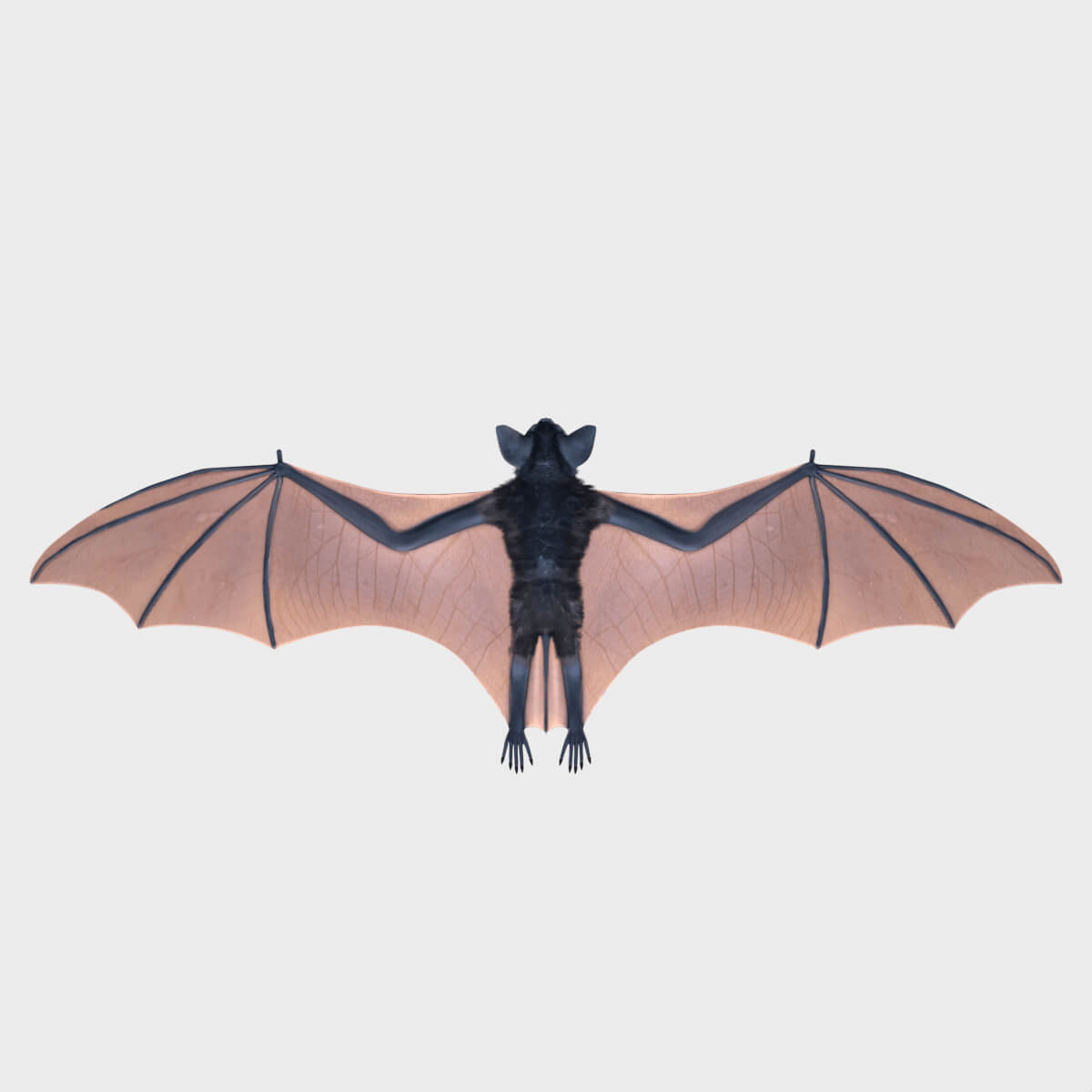 Giant Bat Creature - 3D Model by ismetcam