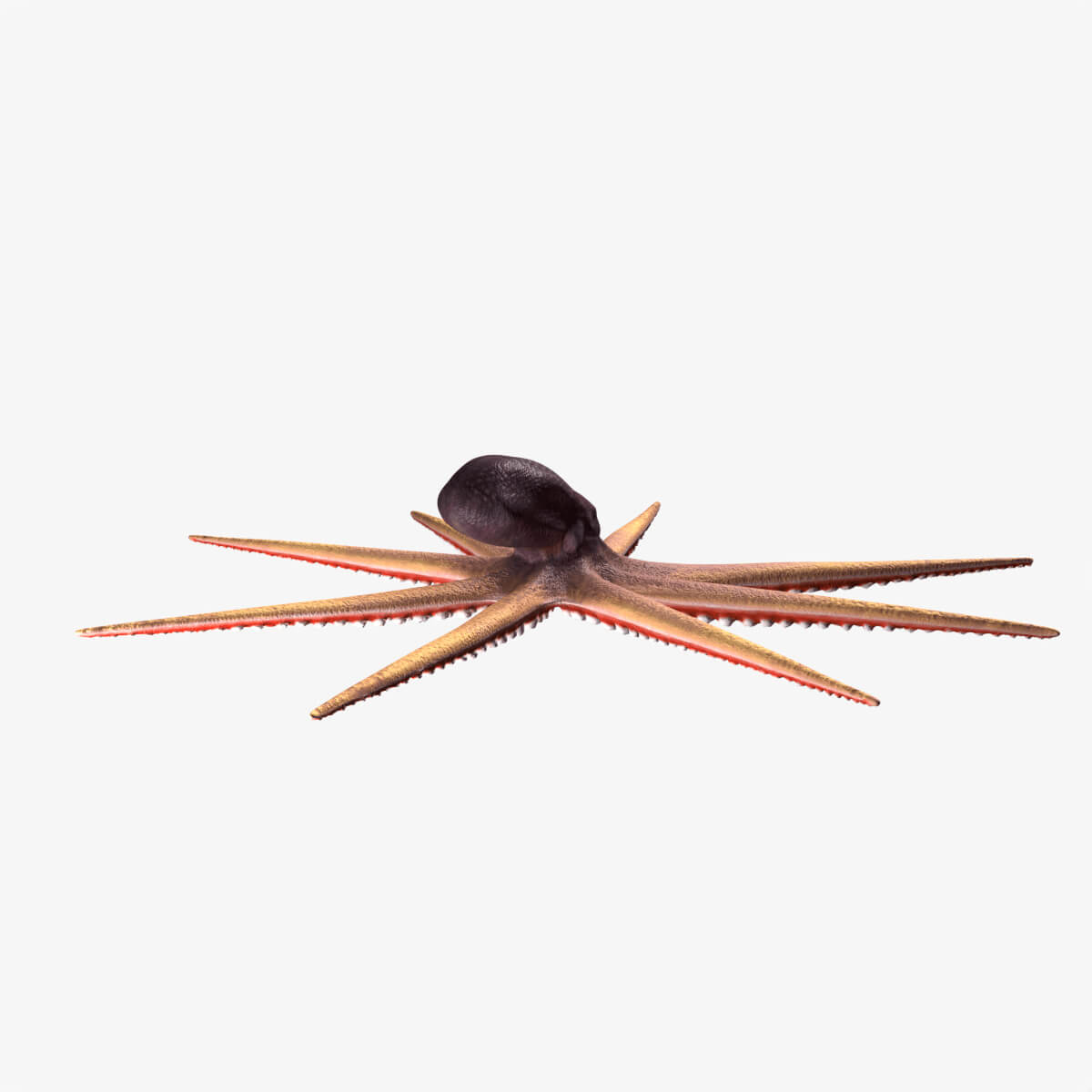 Stylized Octopus - 3D Model by ismetcam