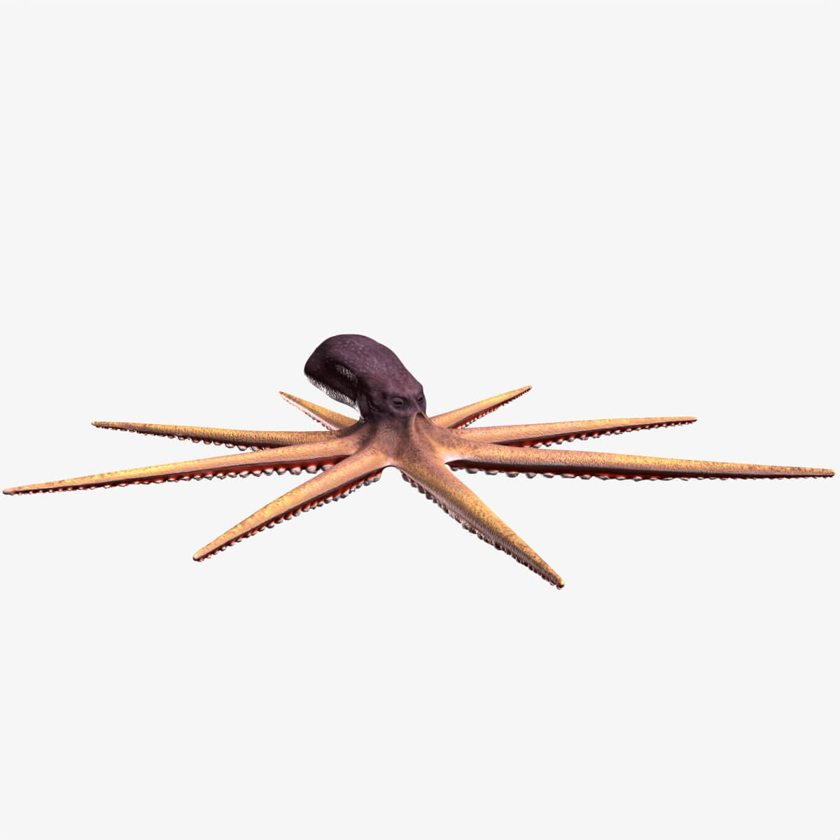 Stylized Octopus - 3D Model by ismetcam