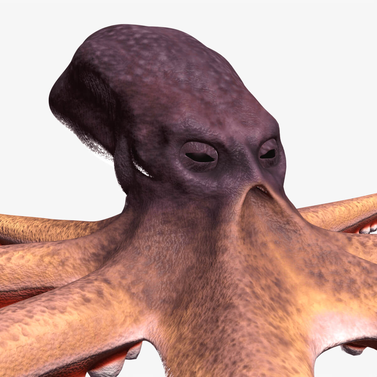 Stylized Octopus - 3D Model by ismetcam