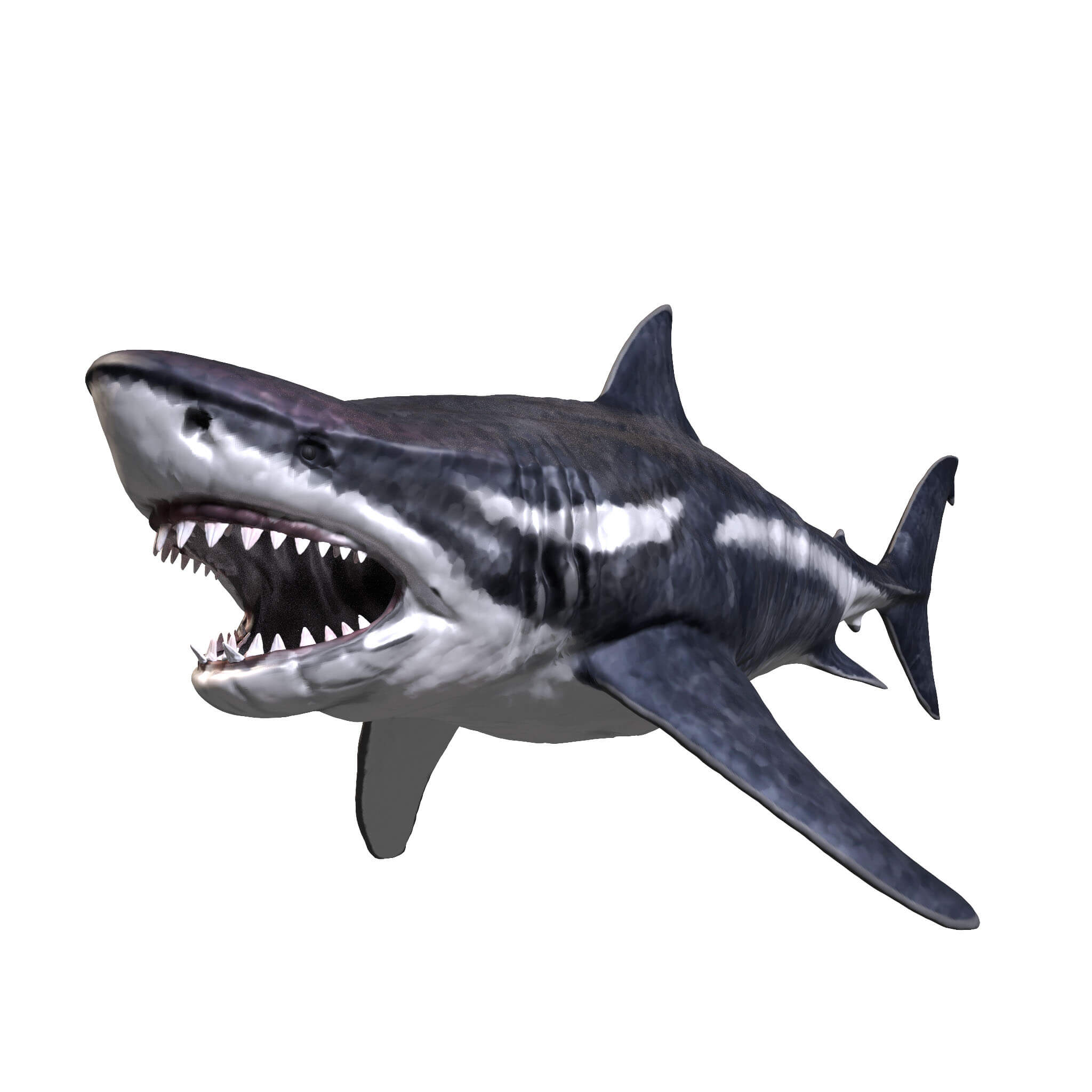 Megalodon Shark - 3D Model by jaka ardian