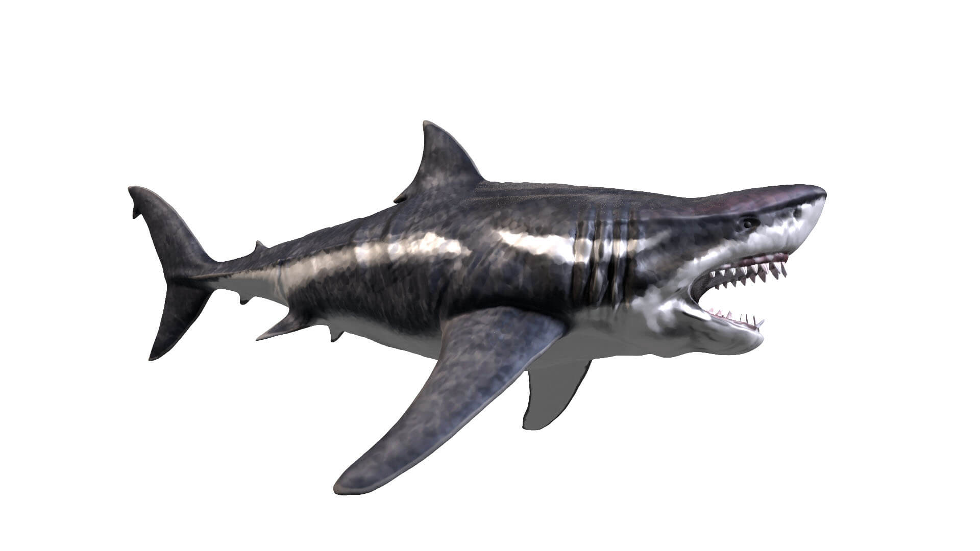 Megalodon Shark - 3D Model by jaka ardian