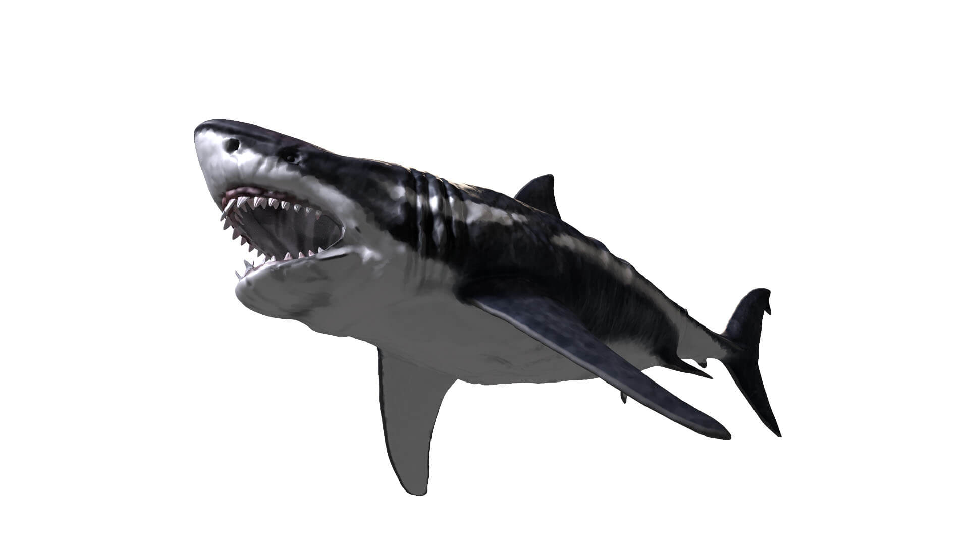 Megalodon Shark - 3D Model by jaka ardian