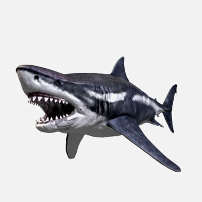Megalodon Shark - 3D Model by jaka ardian