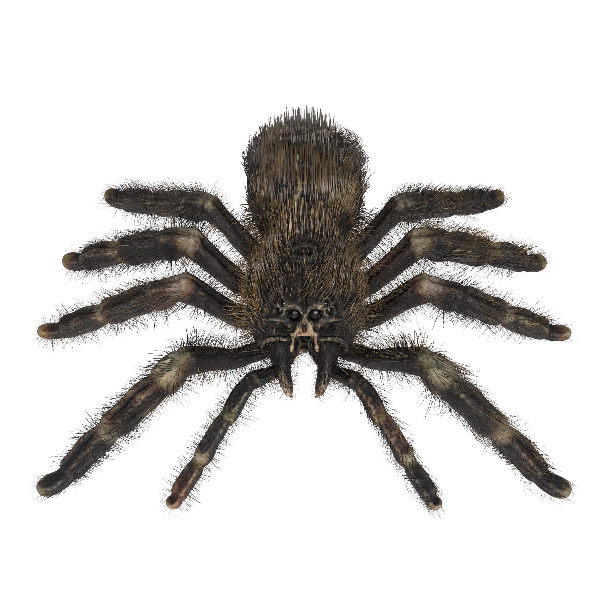 Psalmopoeus Cambridgei - 3D Model by jaka ardian