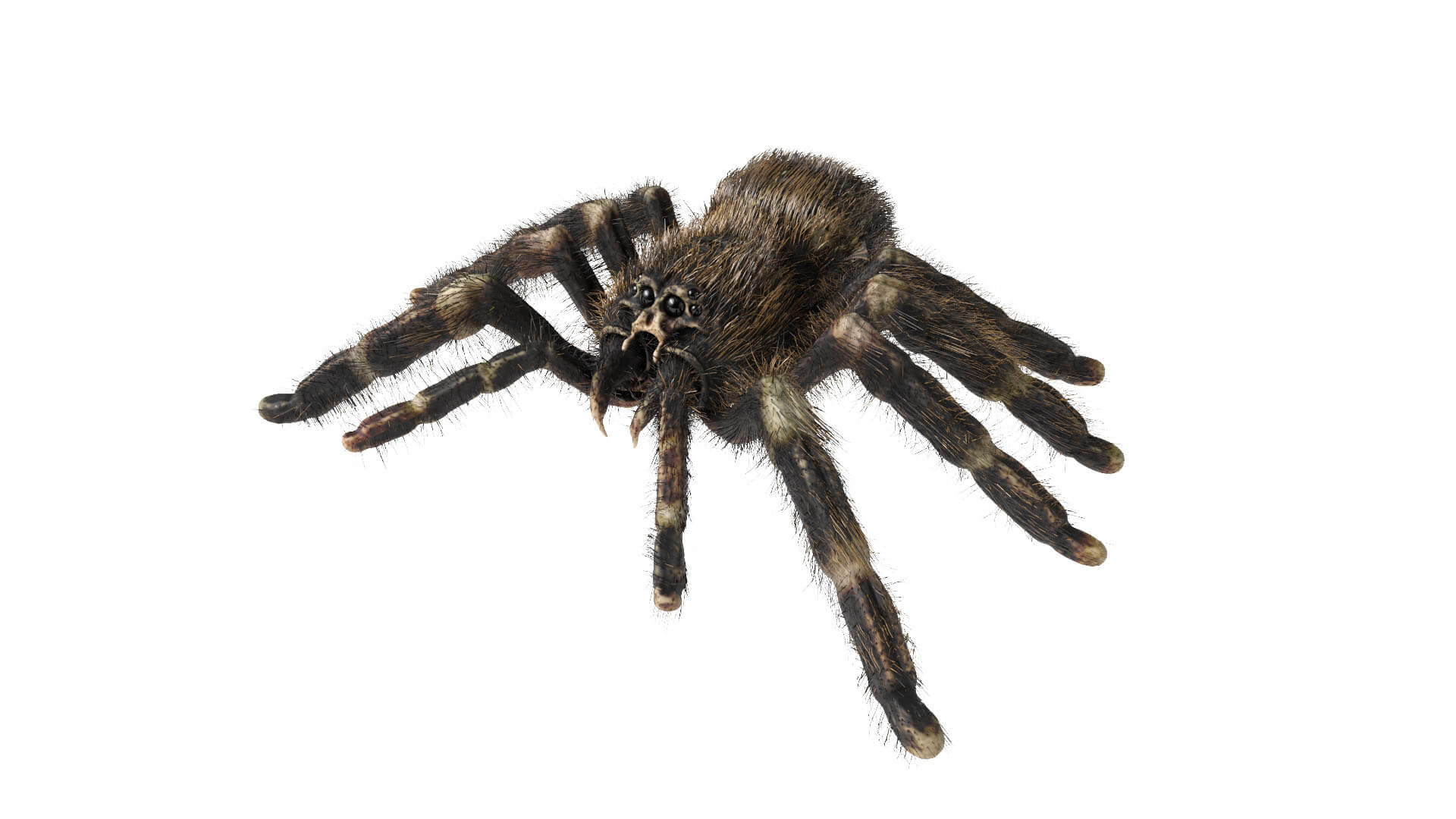 Psalmopoeus Cambridgei - 3D Model by jaka ardian